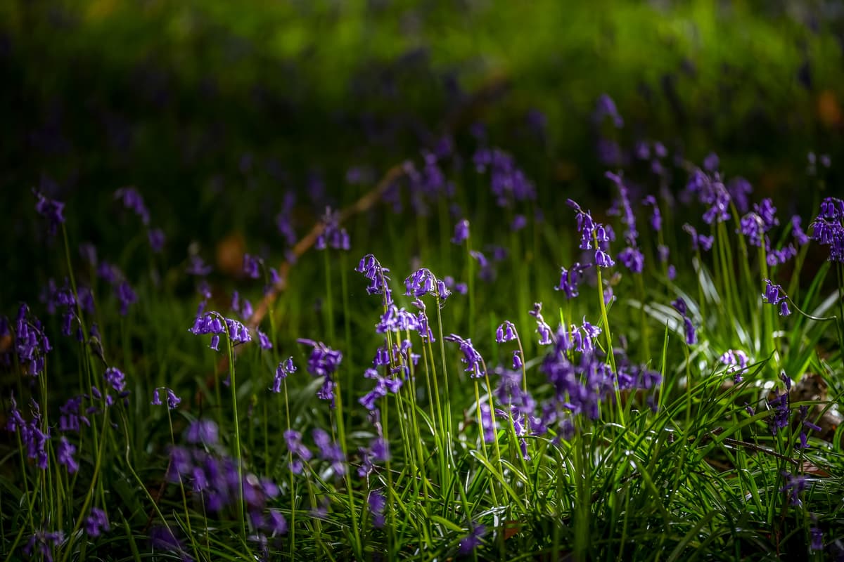 13 spectacular bluebell walks this spring in Lancashire 13 spectacular bluebell walks this spring in Lancashire