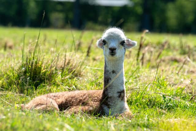 Baby alpaca Jude hopes to inspire England World Cup win