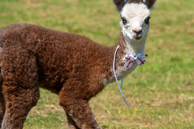 Baby alpaca Jude hopes to inspire England World Cup win